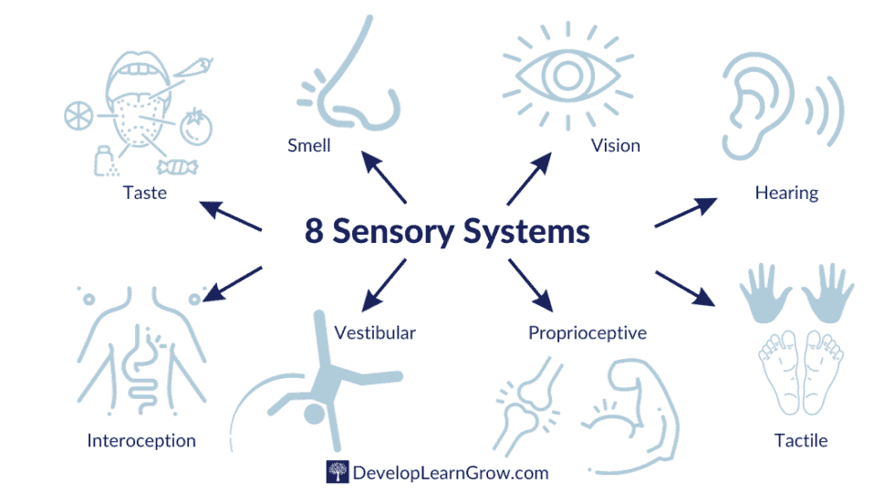 The 8 Sensory Systems Explained - Occupational Therapy Intro - DEVELOP ...